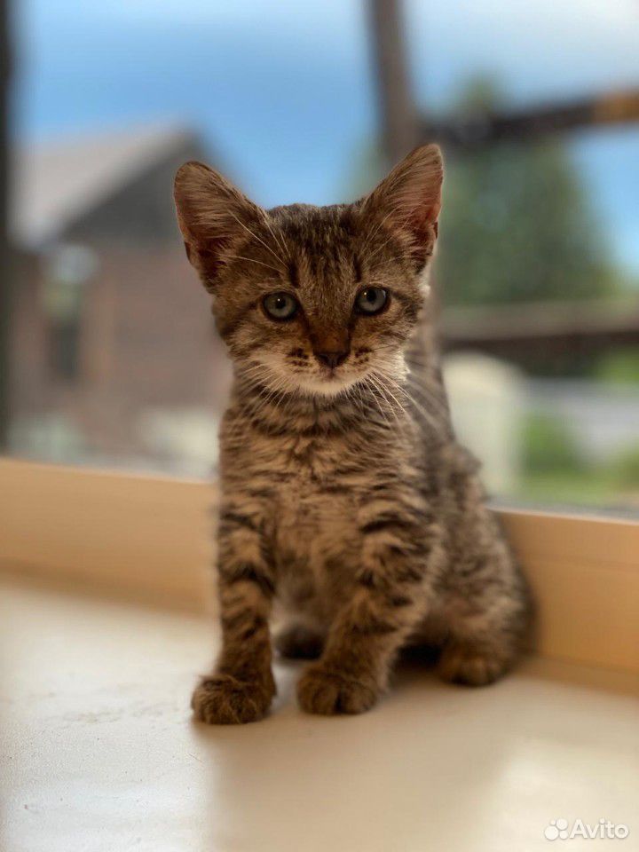 Котята