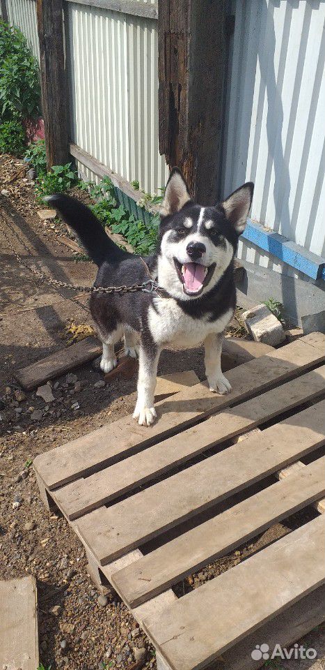 Бесплатно отдам в добрые руки