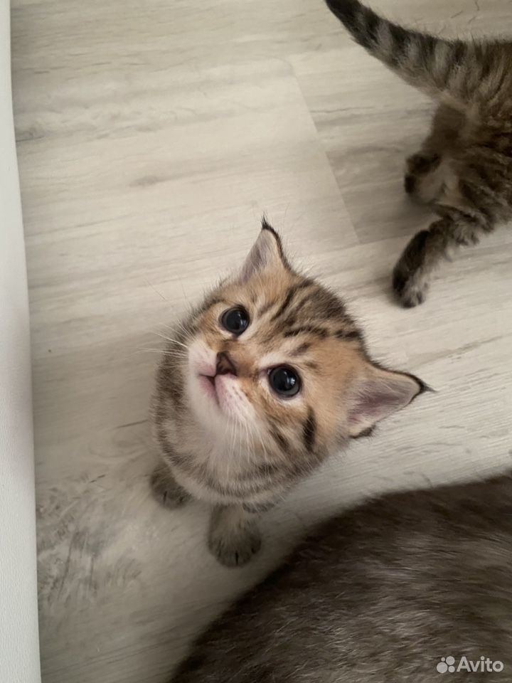 Шотландские котята