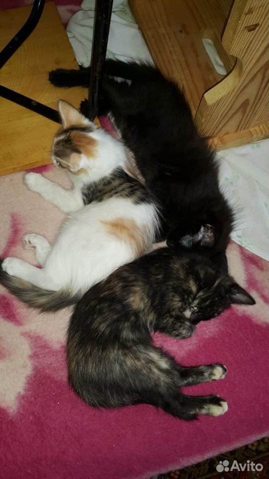 Котята