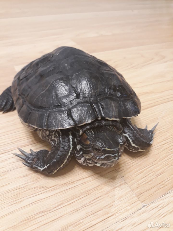 Отдам в хорошие руки красноухую черепаху