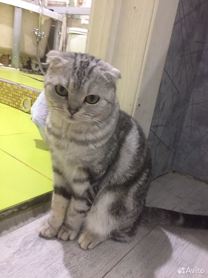 Шотландская вислоухая кошка