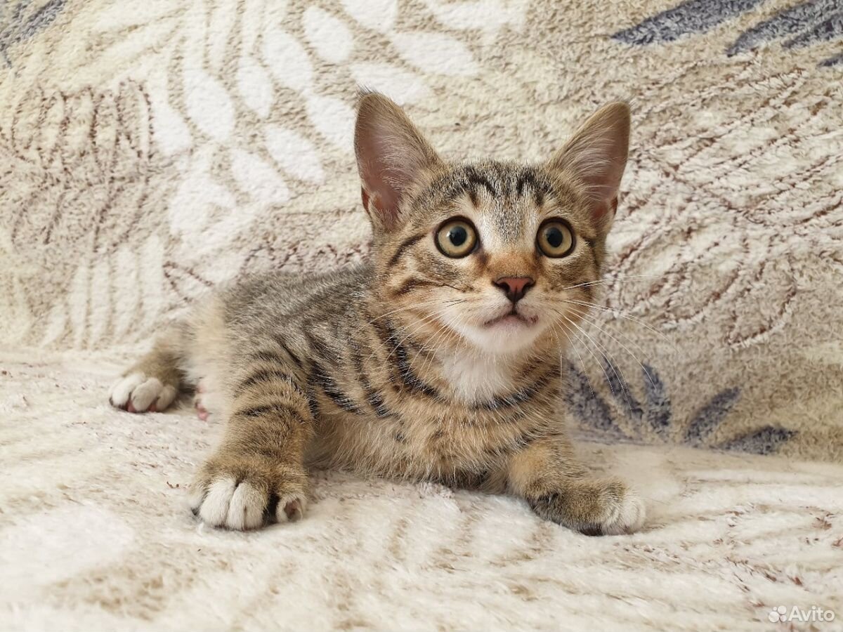 Посмотрите, какой красавец ищет дом