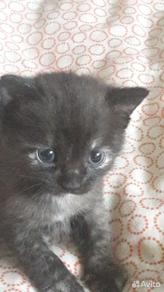 Котята