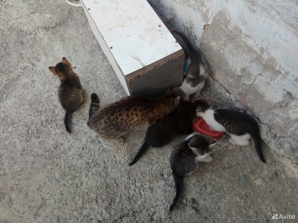 Котята в добрые руки