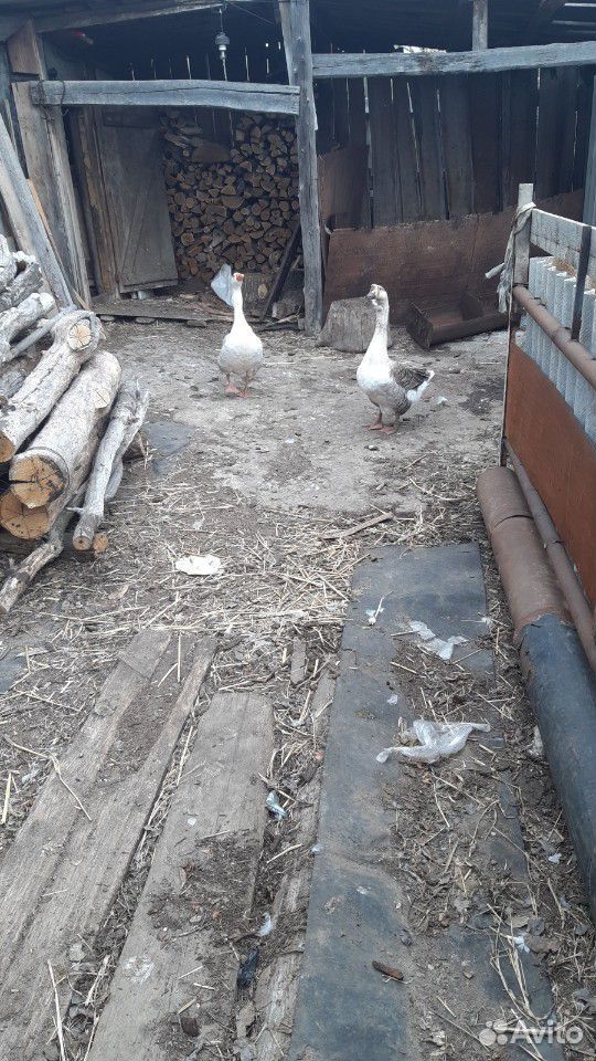 Продаю гуся или меняю
