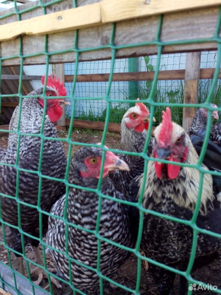 Петушки "Доминант" и "Брама"