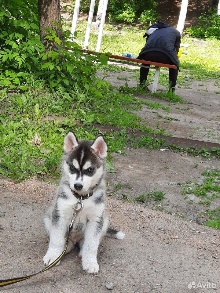 Сибирский хаски