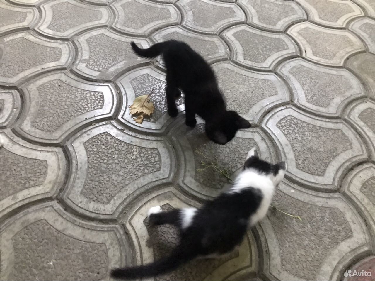 Котята (1,5 месяца и 3 месяца)
