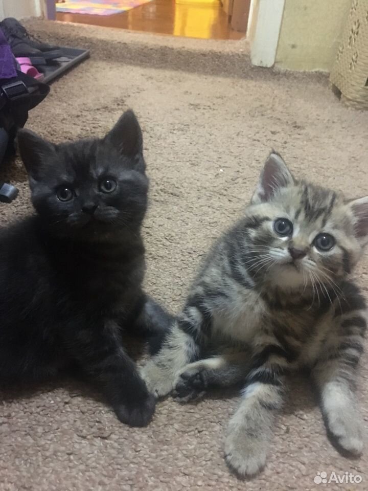 Британские котята