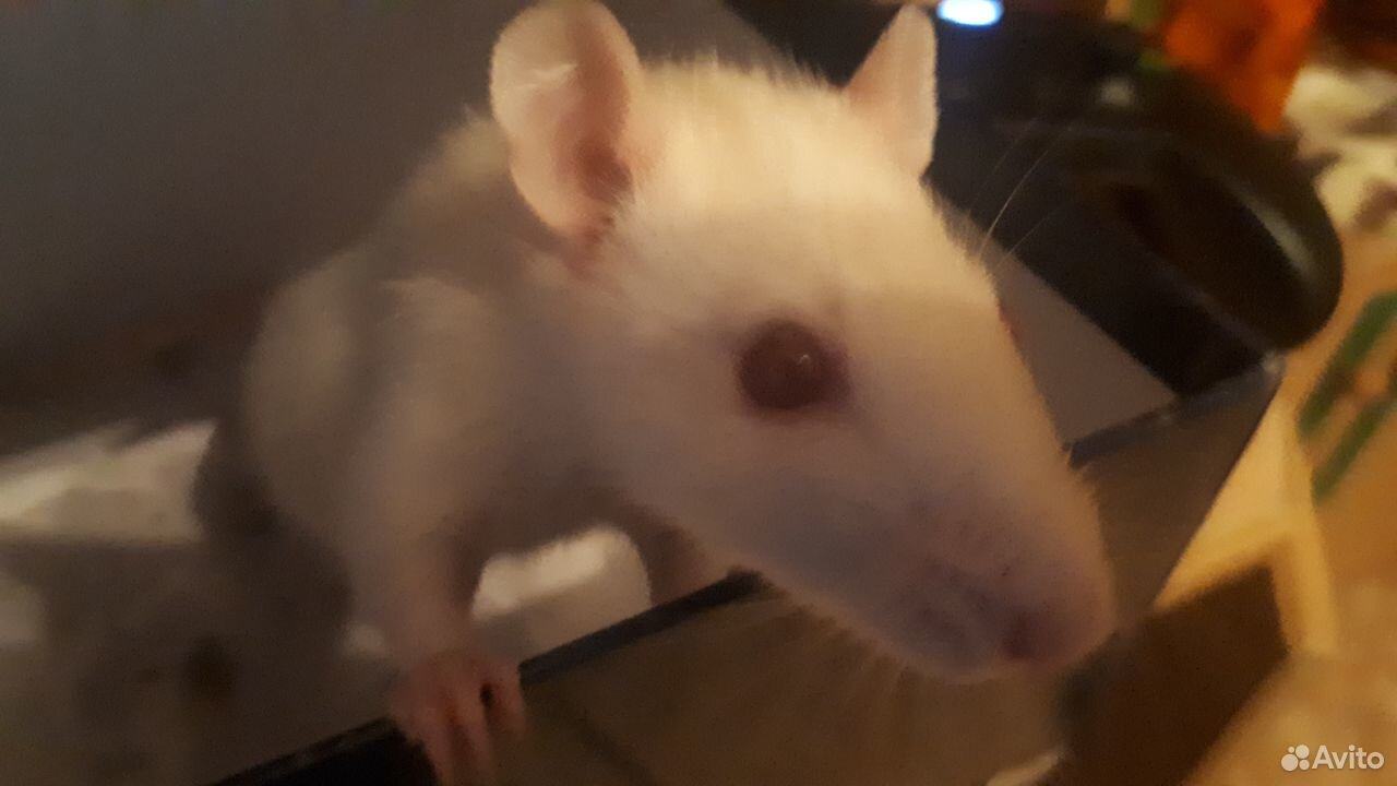 Крыса девочка породы дамбо