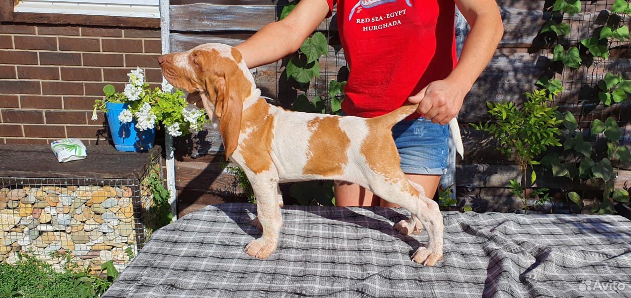 Бракко Итальяно