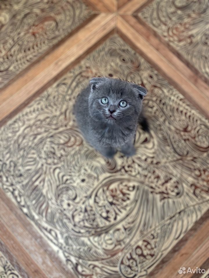 Шотландские мальчишки