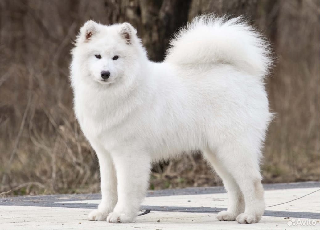 Самоедская лайка