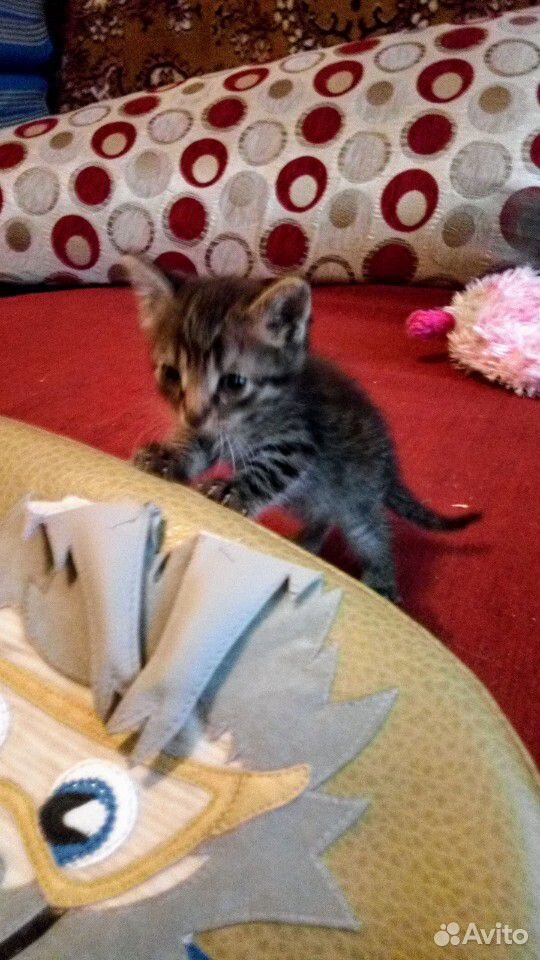 Котята,ищут ответственные ручки