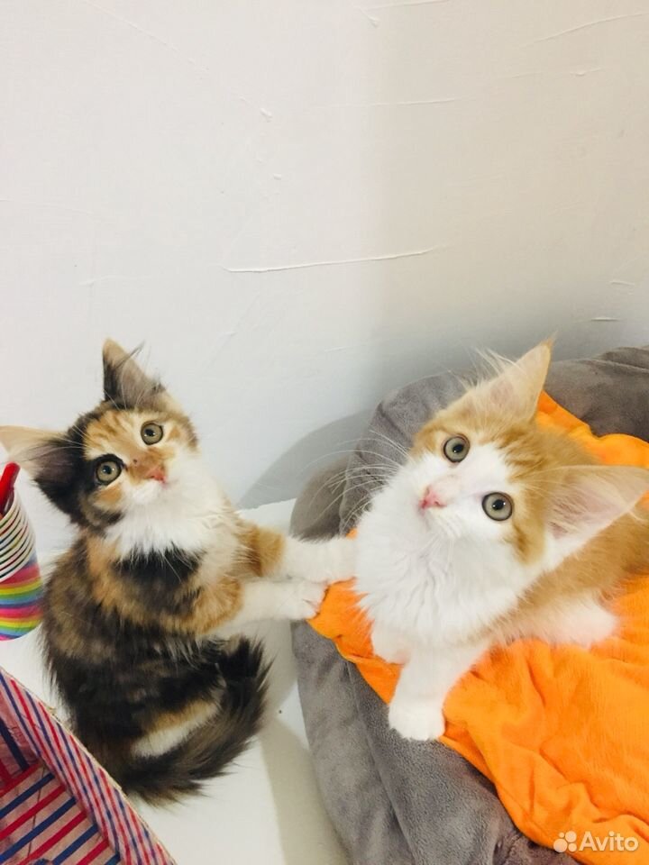 Сказочные малыши актуально вместе