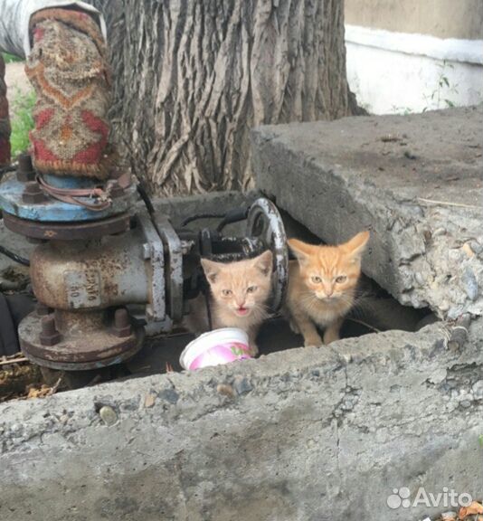 Отдам котят рыжиков