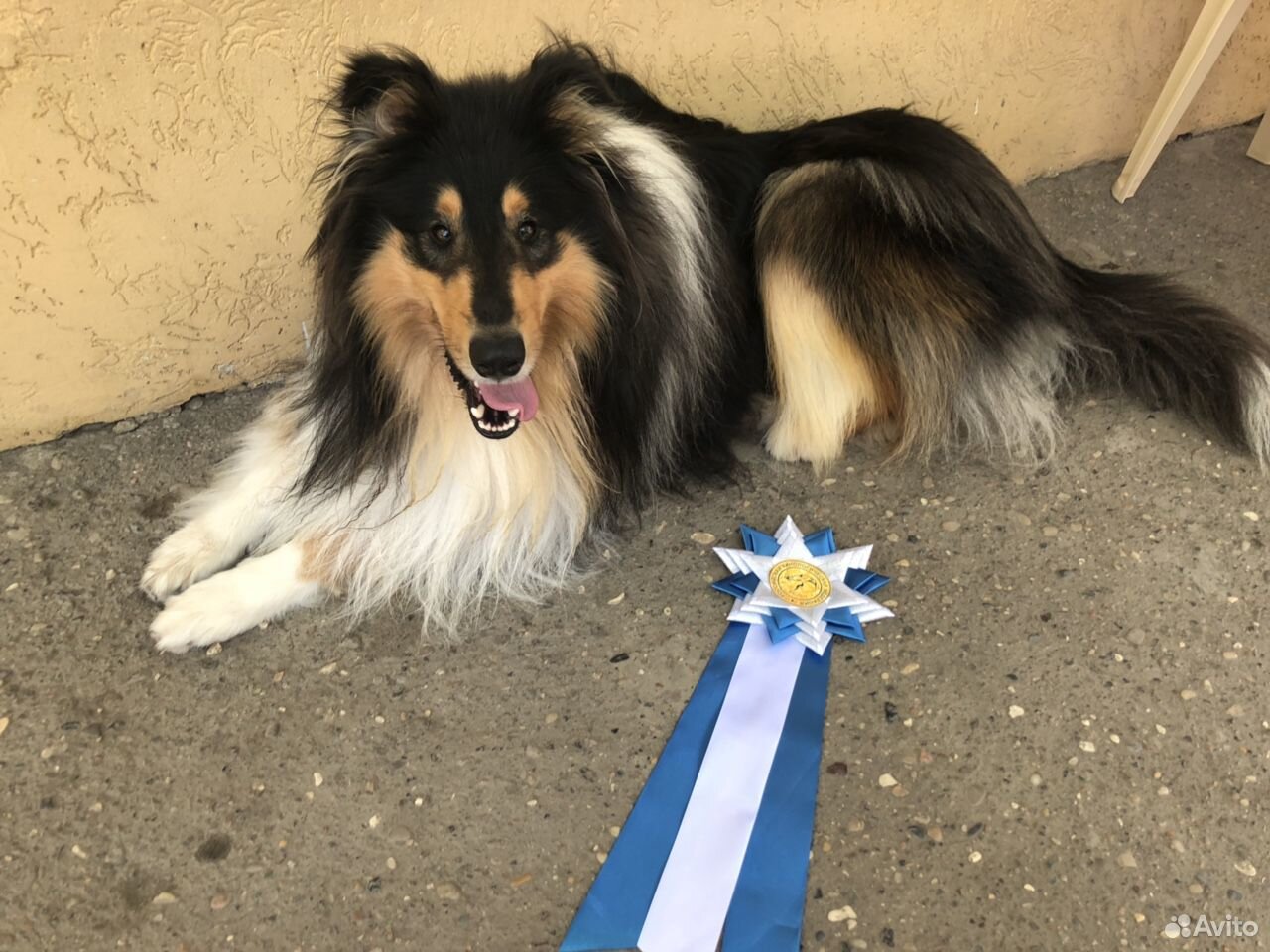 Кобель колли вязка