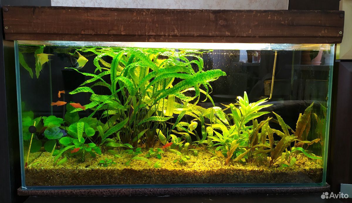 Аквариум на 150 литров со всем содержимым