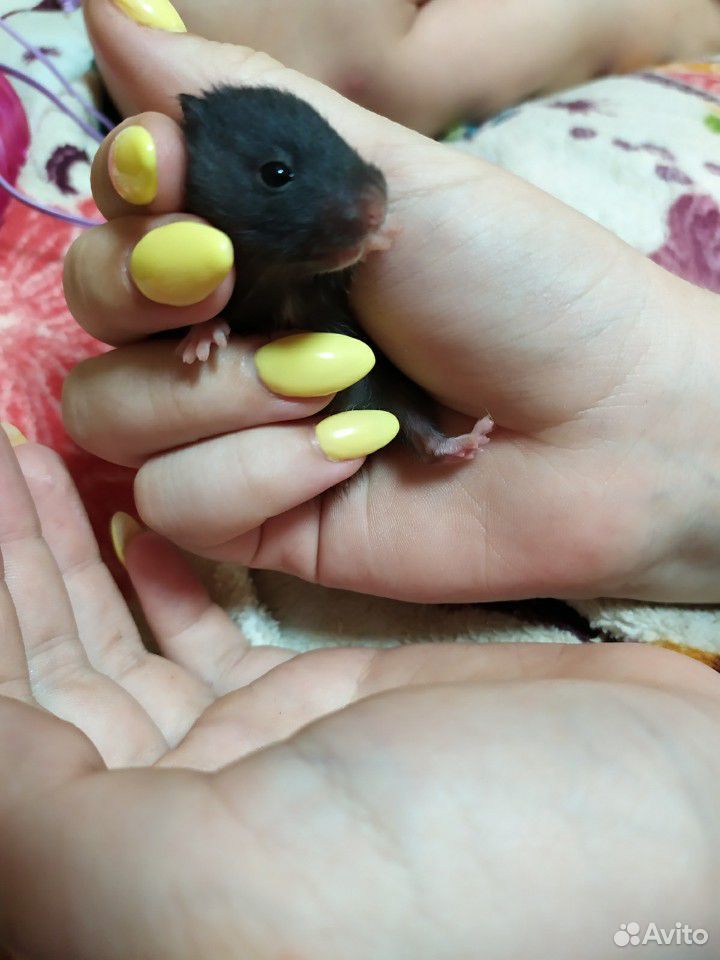 Хомячата сирийские