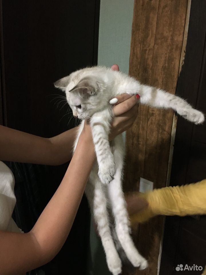 Кошка