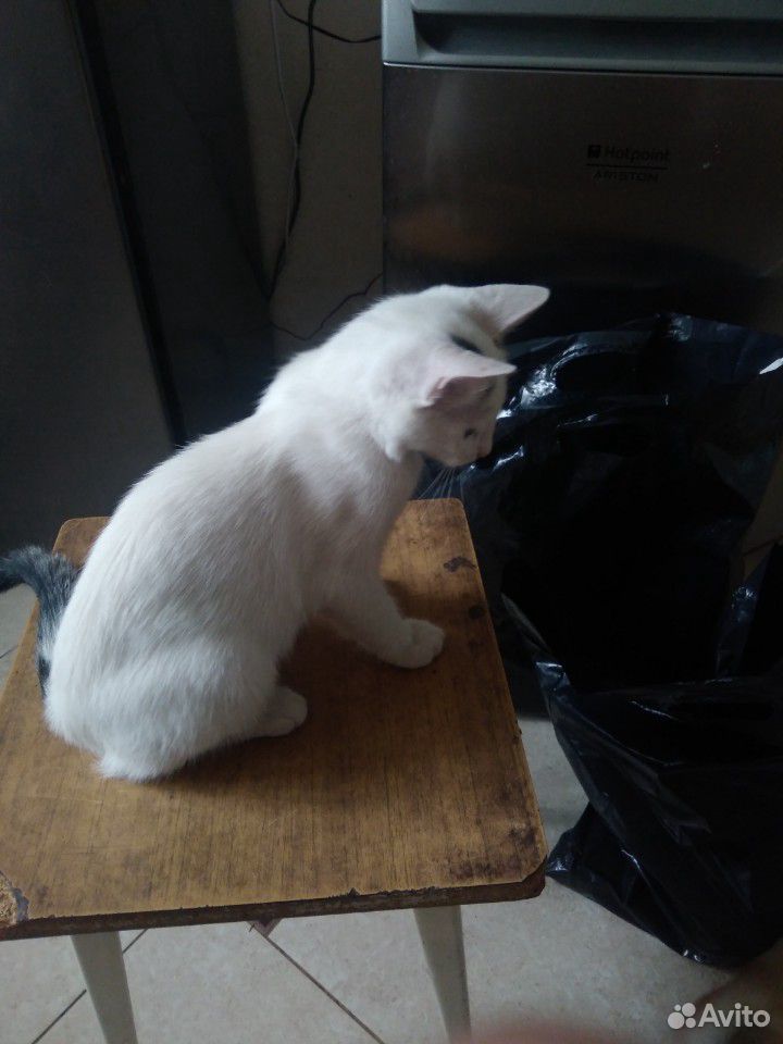 Кот Белик