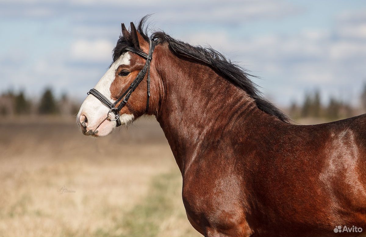 Жеребец породы DrumHorse