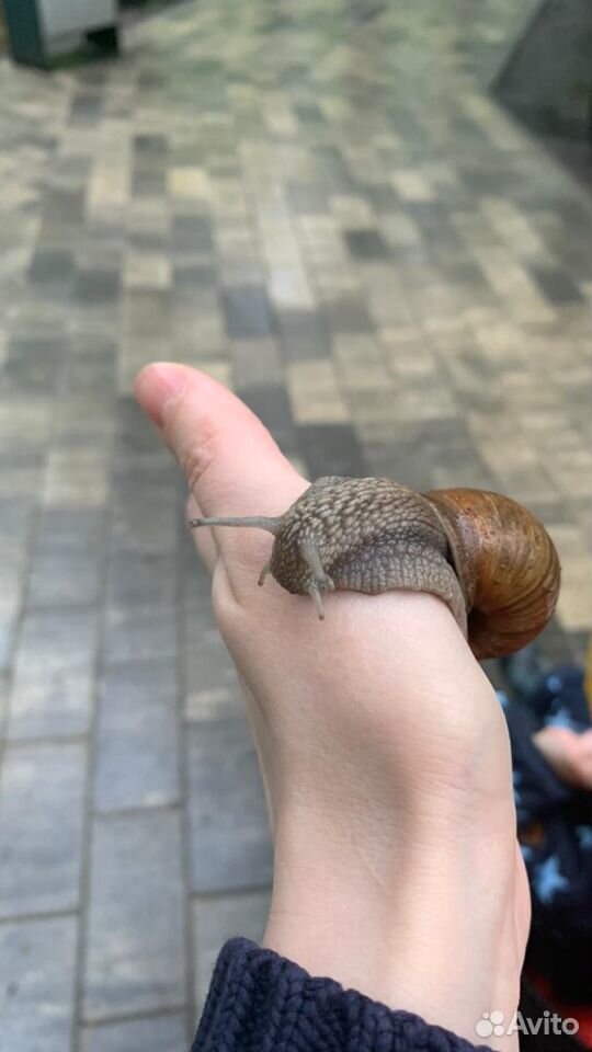 Две улитки Ахатины