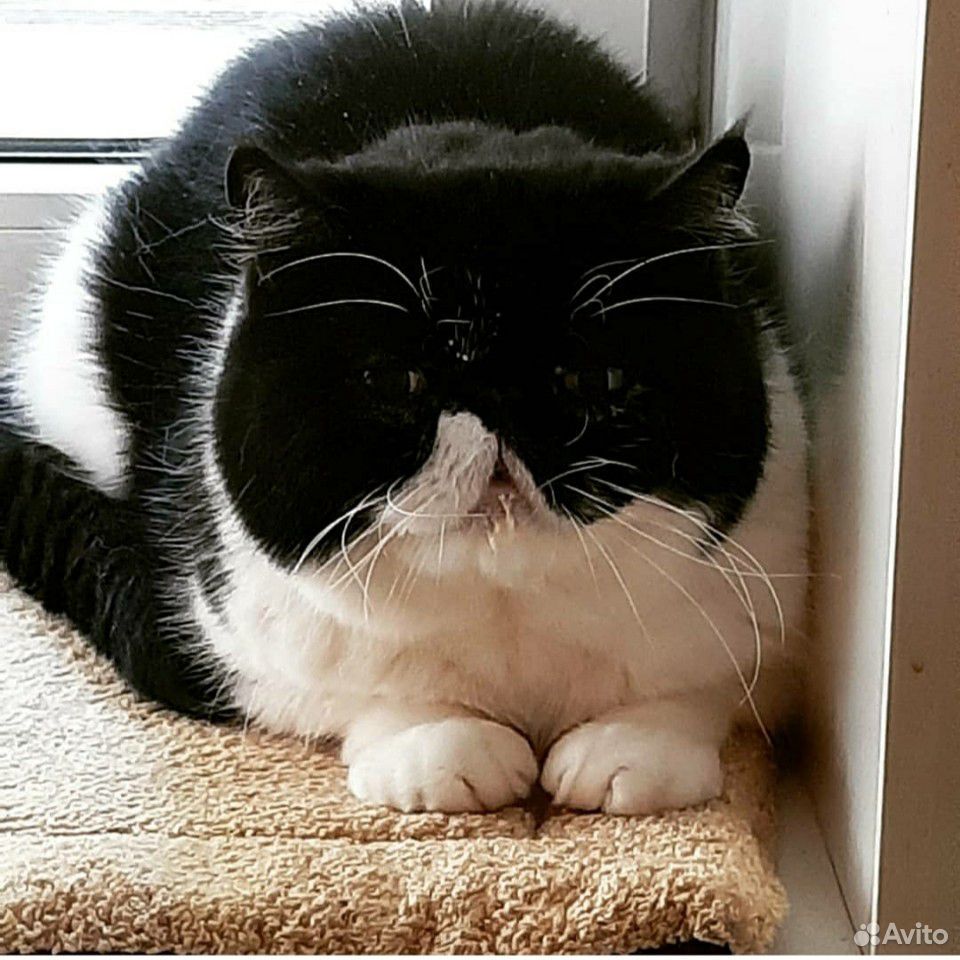 Отдам кострированного кота