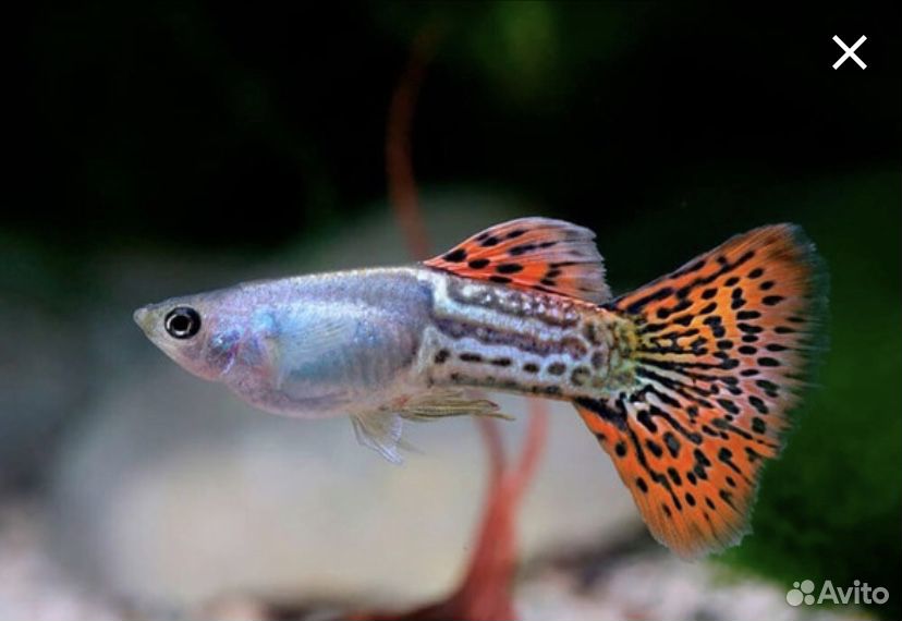 Рыба гуппи две самки и самец, цена за всех