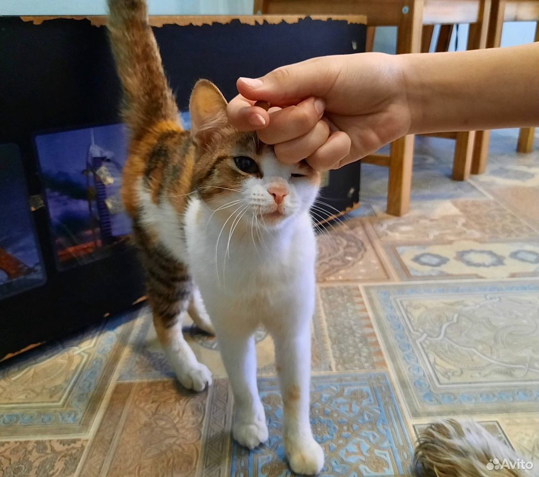 Маркиза-бомбический котоподросток ищет дом