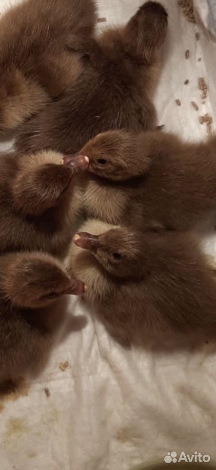 Индоутята+ индоутка(мама)