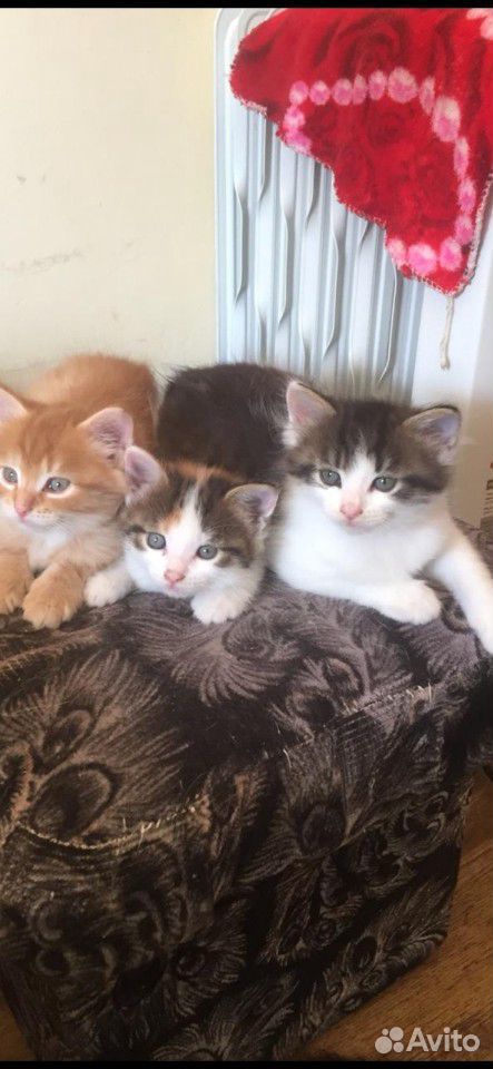 Котята