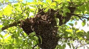 Сниму рой пчёл