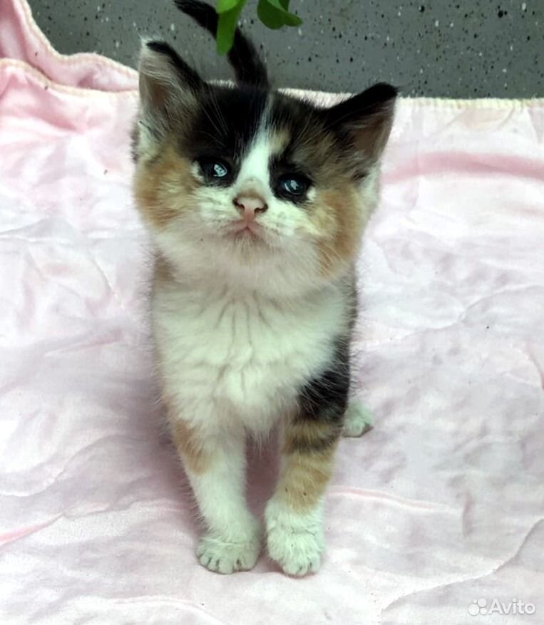 Малышка Нюша,1,5мес