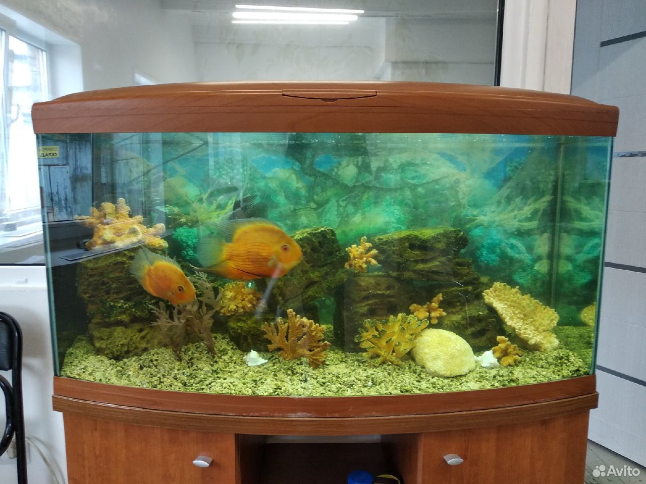 Северум голд