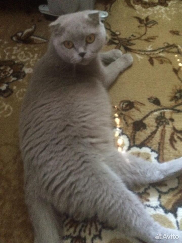 Британская