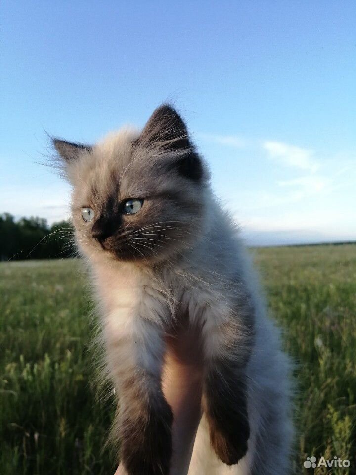 Котенок Девочка