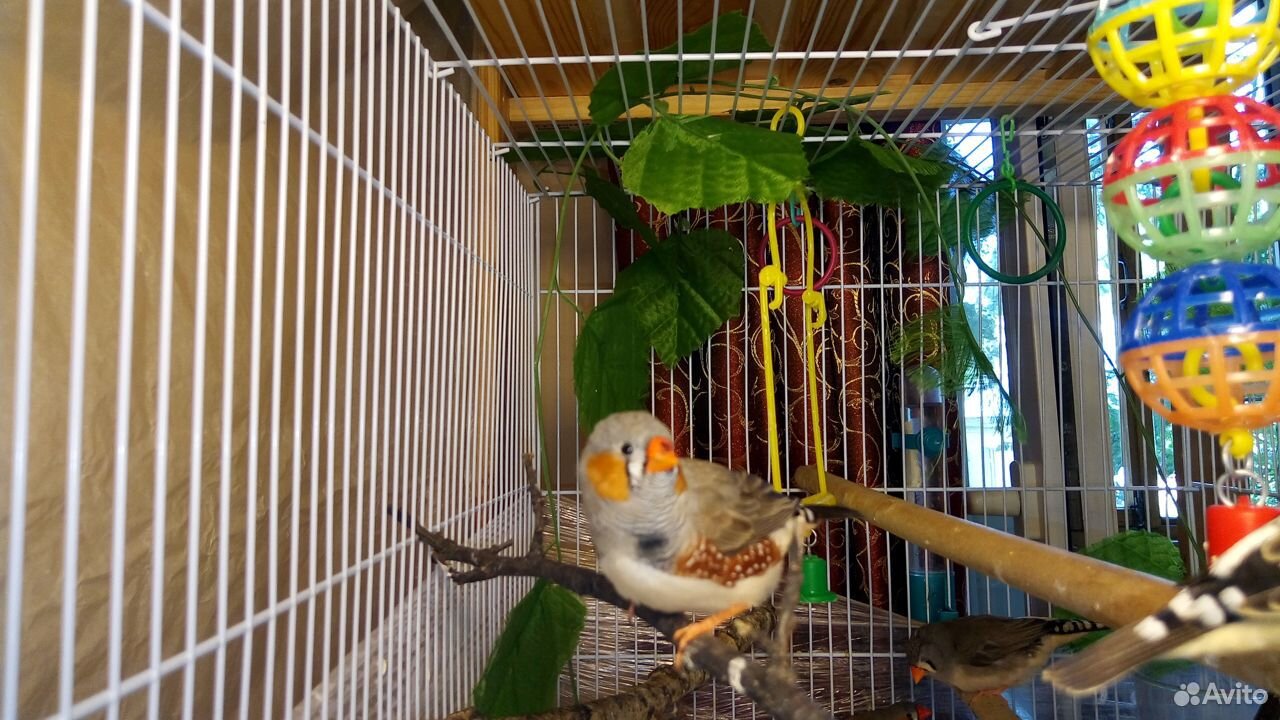 Птенцы амадинов