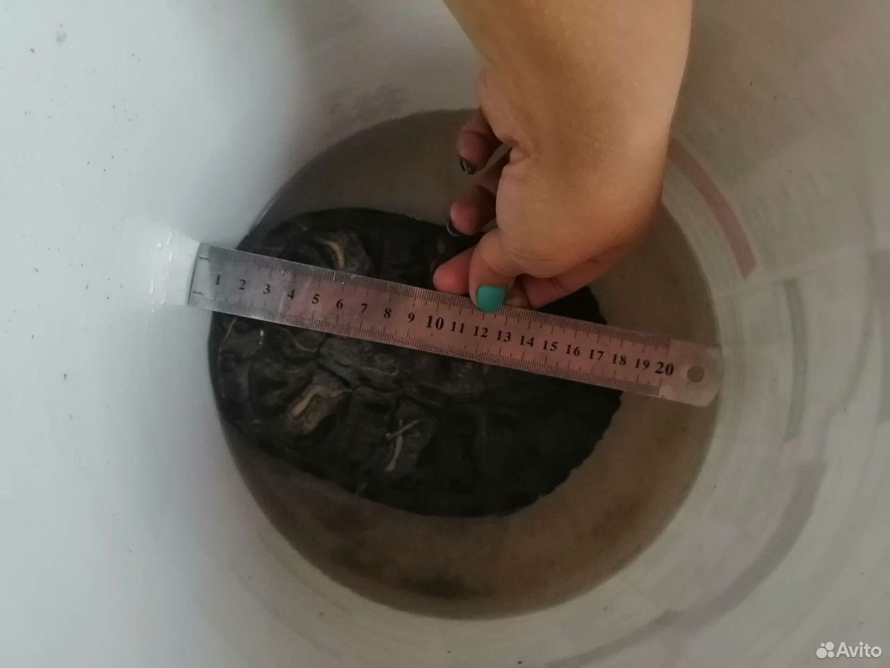 Отдам красноухую черепаху