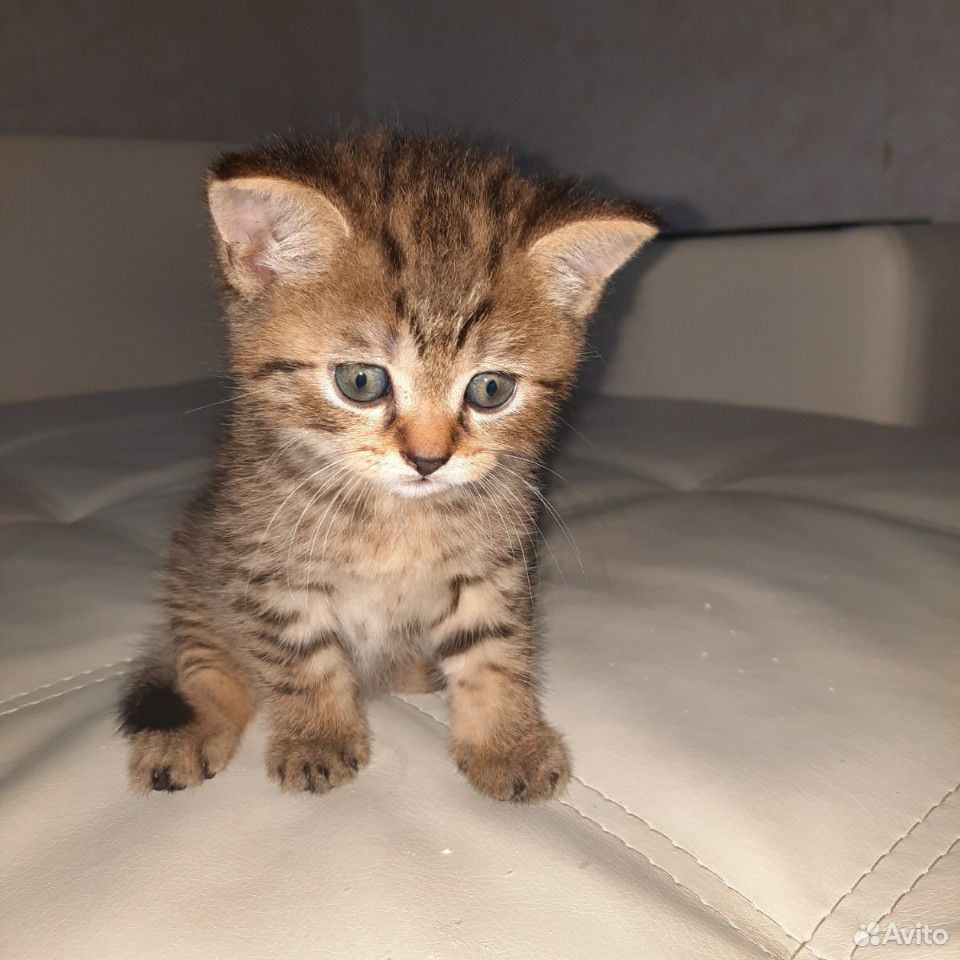 Кошка шатландская прямоухая