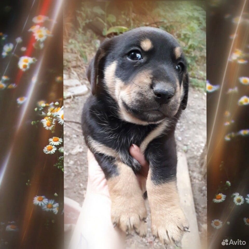 Коротколапик 1,5 месяца