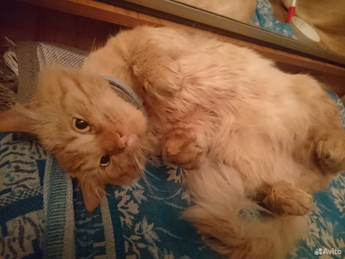 Котик один глд кастрат ласкун пе