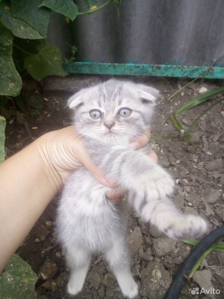 Шотландские вислоухие