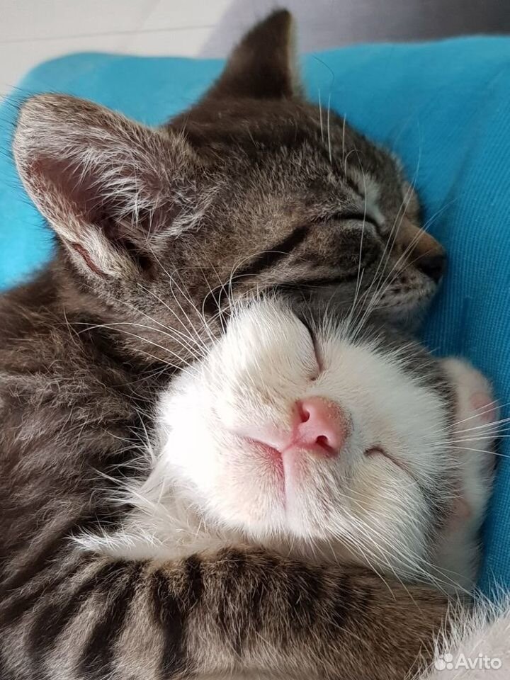 Породистые Котята