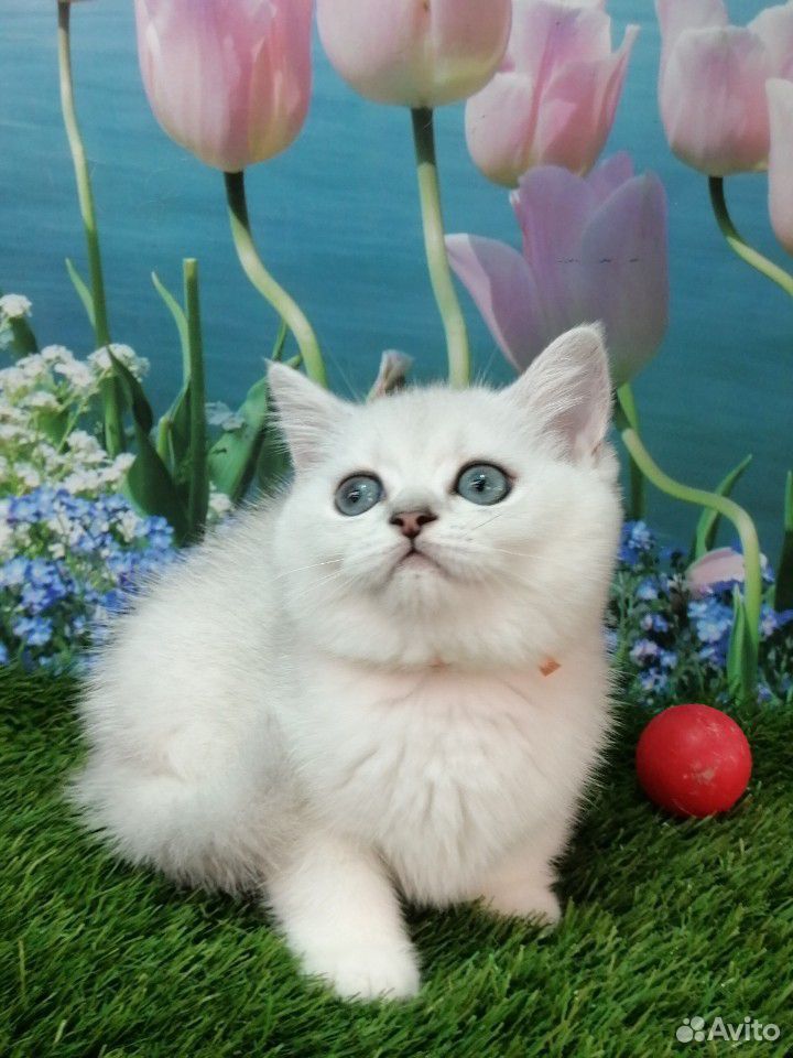 Кошка британская