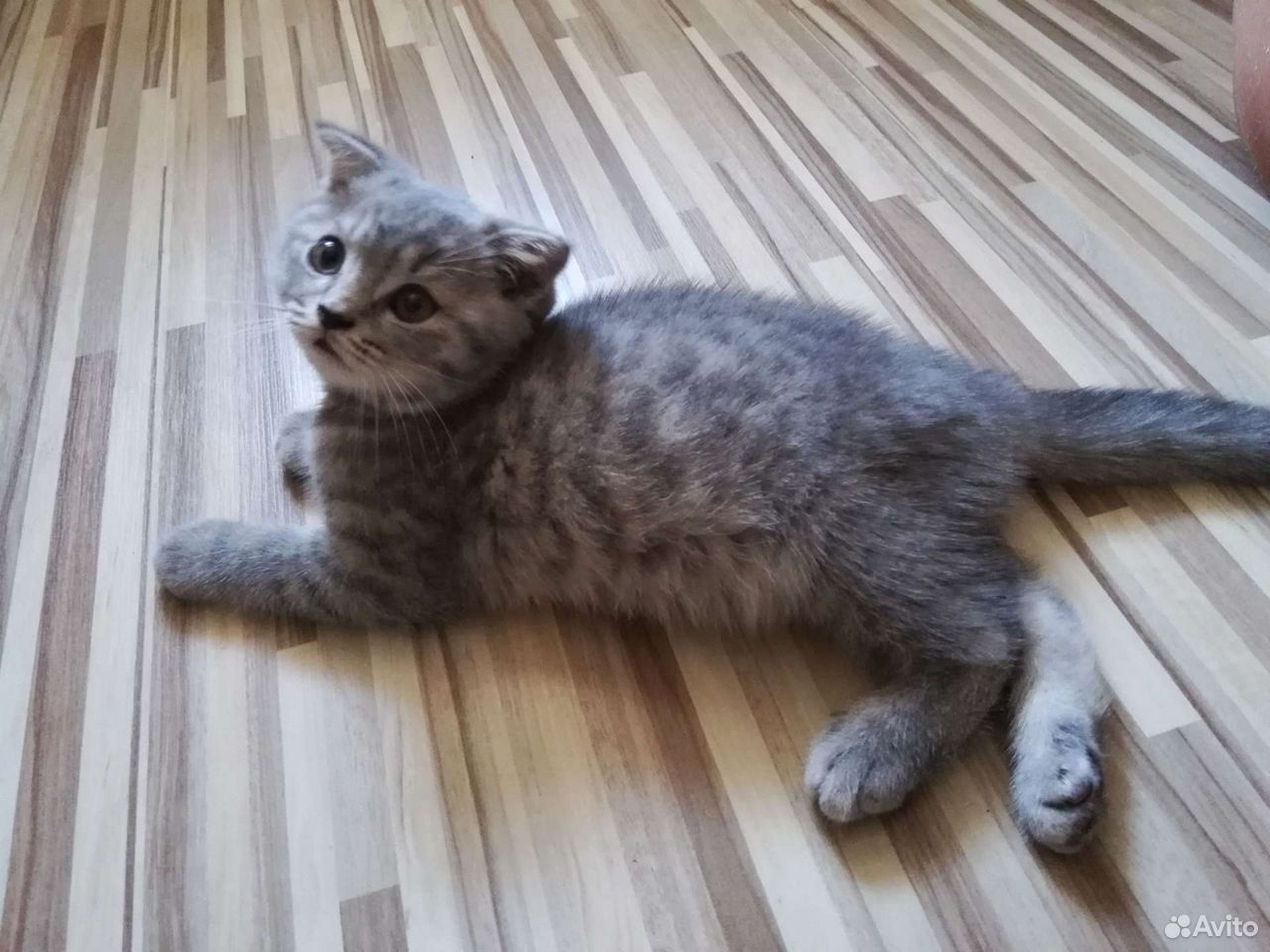 Шотландская