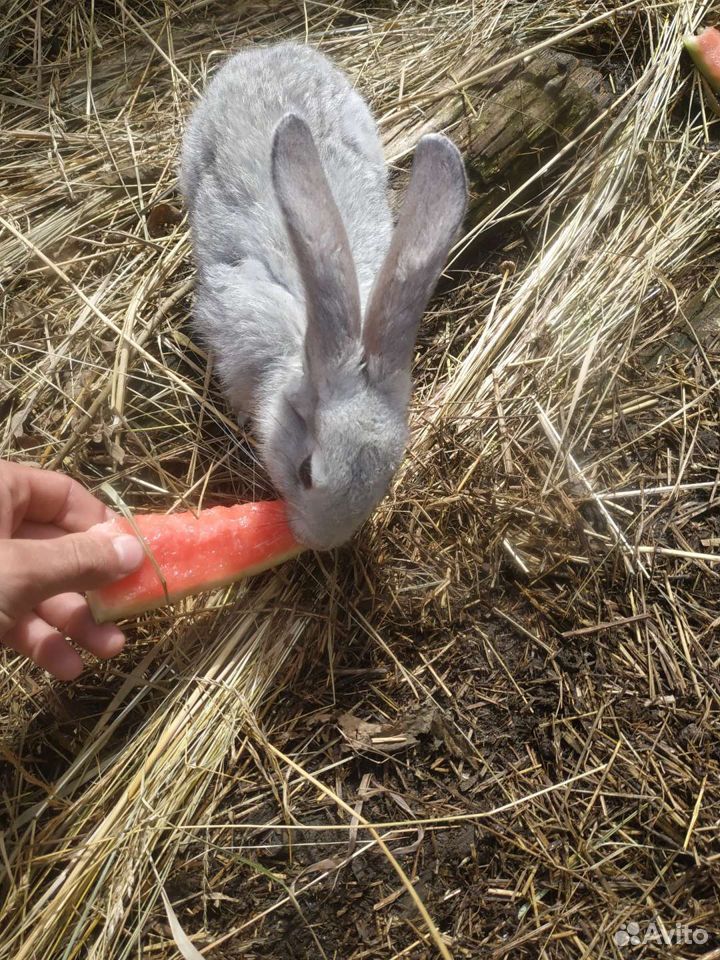 Крольчата обмен