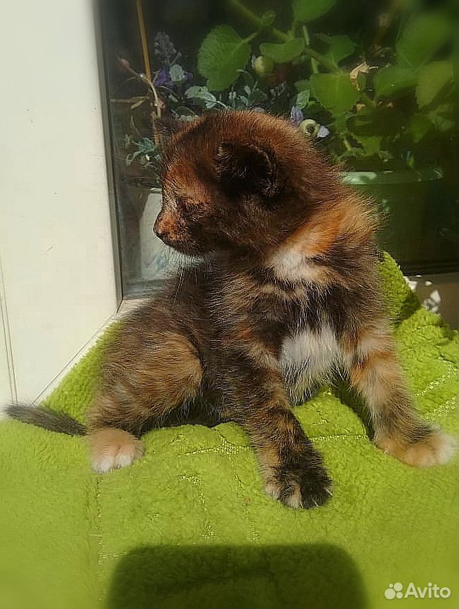 Котёнок девочка