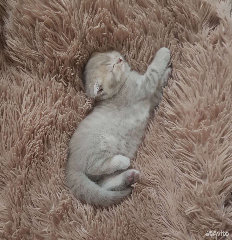 Шотландская кошечка
